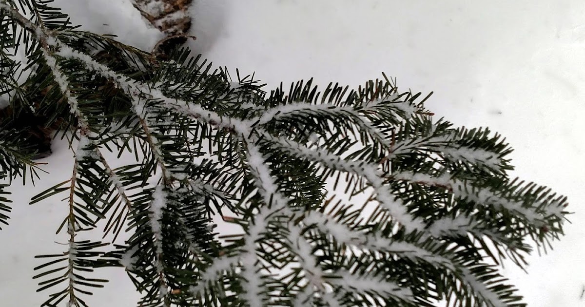 The Mathematical Tourist: Flaky Fractal Fir
