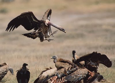 ANIMAL WORLD TokTil: Animal Fact: 7 Greediest Animals in the World