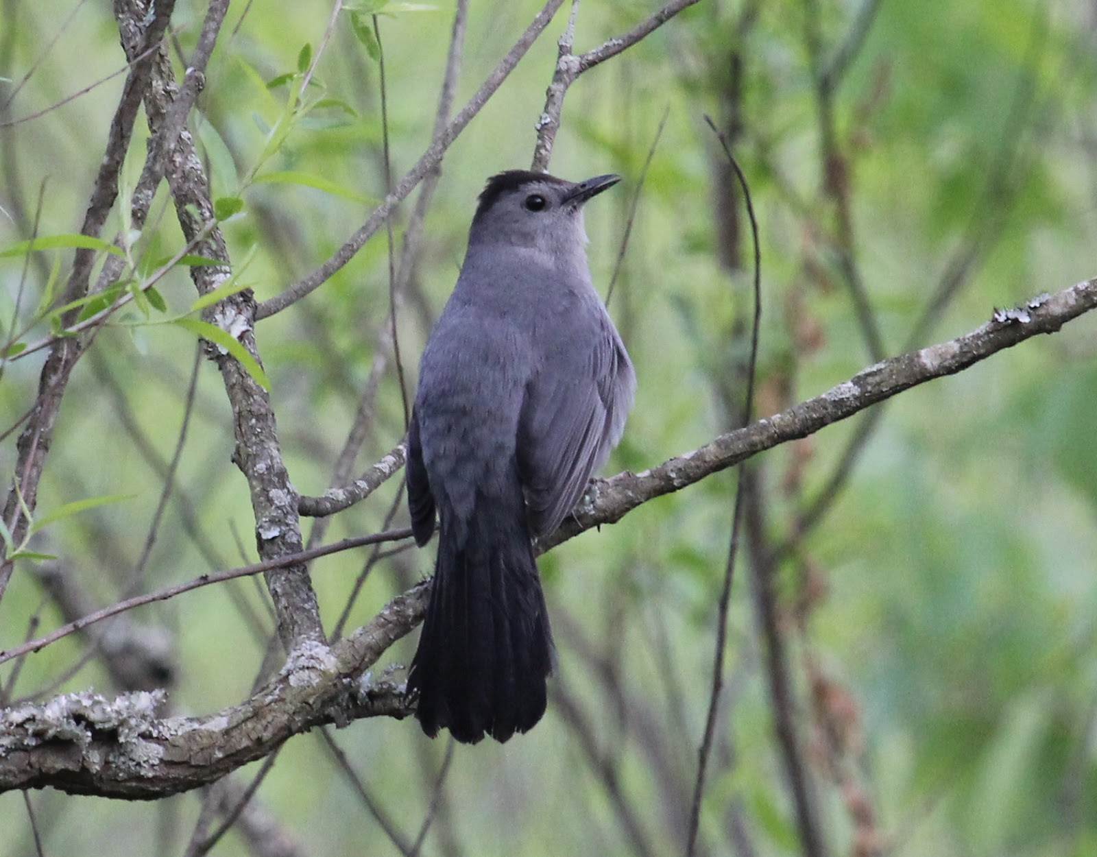 One Bird A Day: Day 118: Gray Catbird