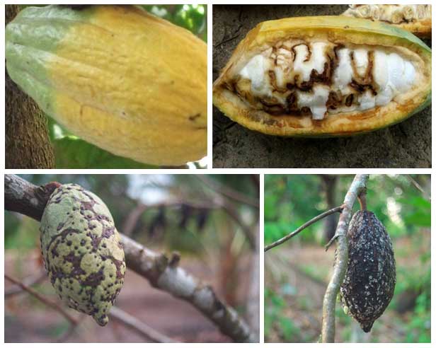 Pest Control sucking cacao (Helopeltis spp.) ~ agricultural science