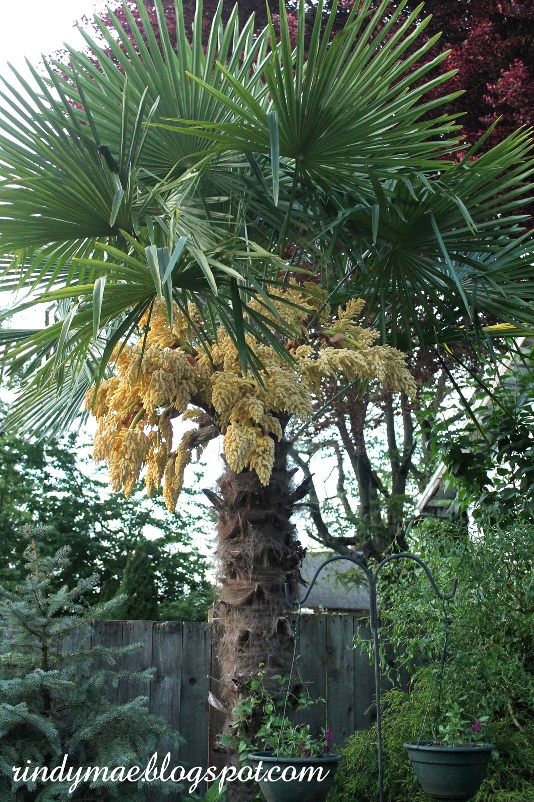 Rindy Mae: The Backyard: 5/2/16