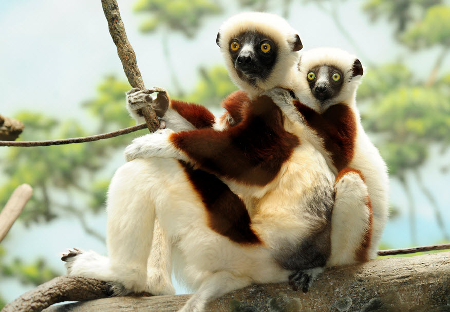 Sifaka | The Biggest Animals Kingdom