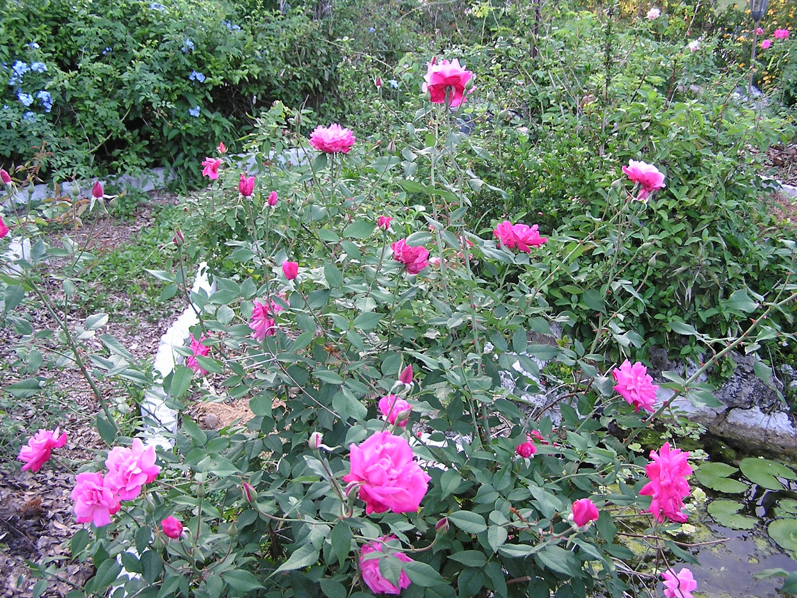 ROSEGASMS: March 2012