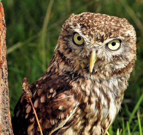 Little owl | Birds of India | Bird World