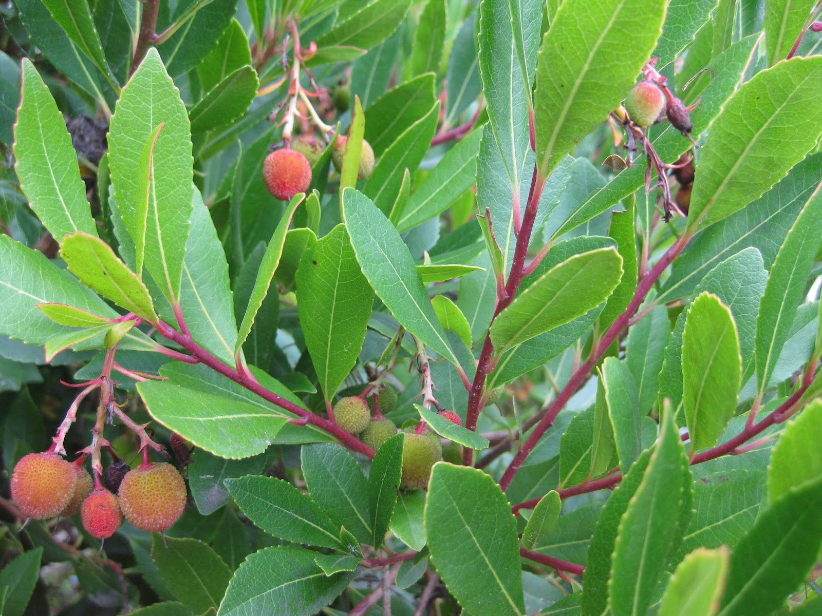 Trees of Santa Cruz County: Arbutus unedo