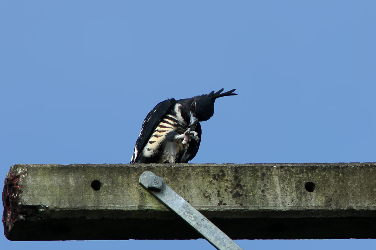 Unravel: The Lizard Eater