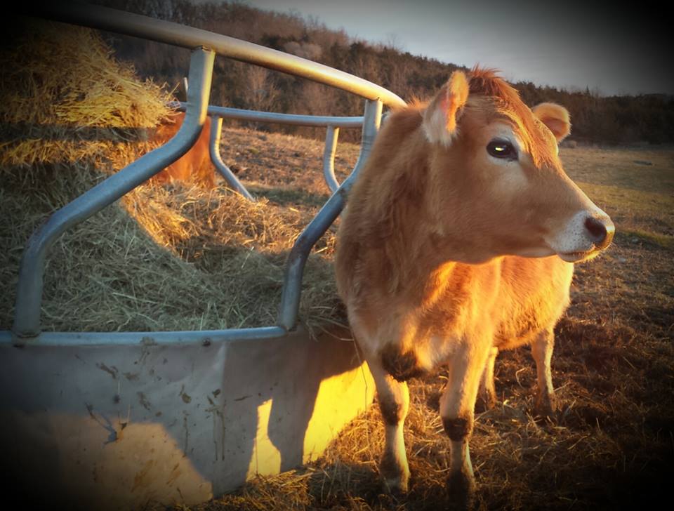 A Couple of Farmers At Maple Lawn Farm: Friday Farm Photos