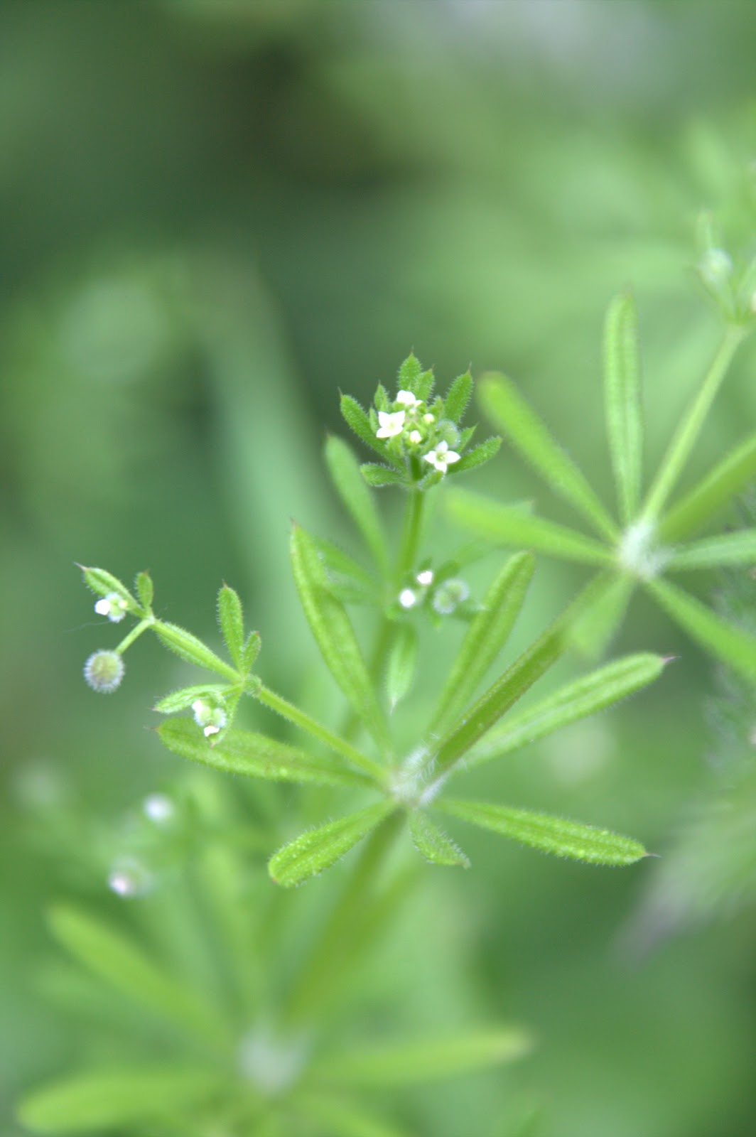 Alpenblumen: Kletten-Labkraut - Galium aparine