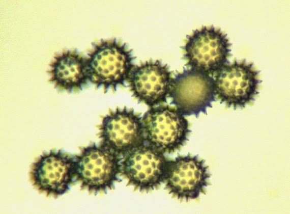 biology blog!!!!: Pollen under the Compound Microscope