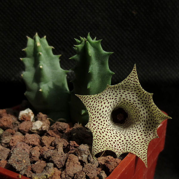 o jardineiro azelha: Huernia 'primulina'