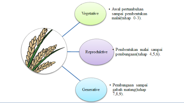 Mari Berbagi Pengetahuan Biologi: Pertumbuhan Dan Perkembangan Pada ...