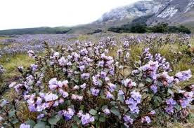 BUNGA-BUNGA SYURGA TUMBUH SUBUR DI MUKA BUMI INI | Sasteraku Duniaku