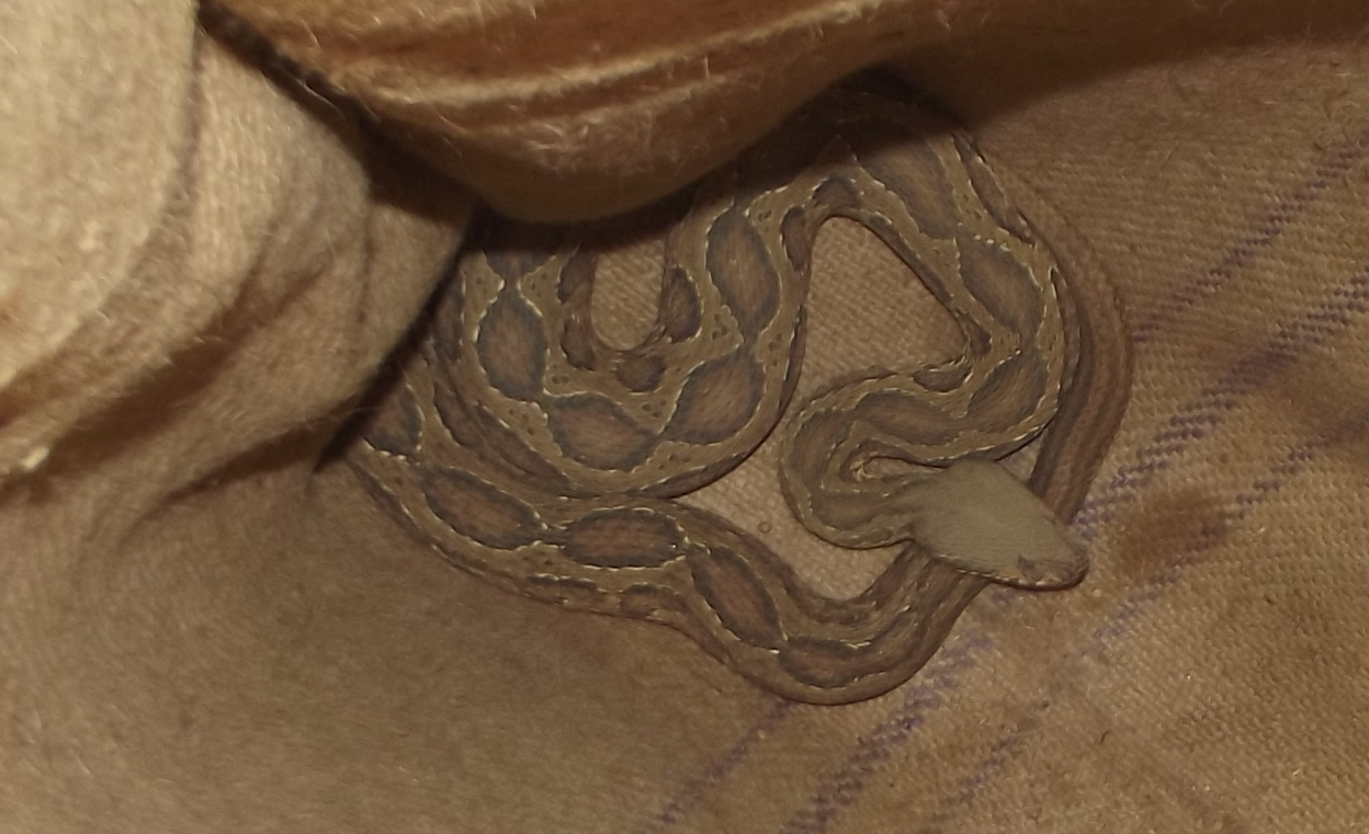 CHALLENGE: Rescue that Snake!