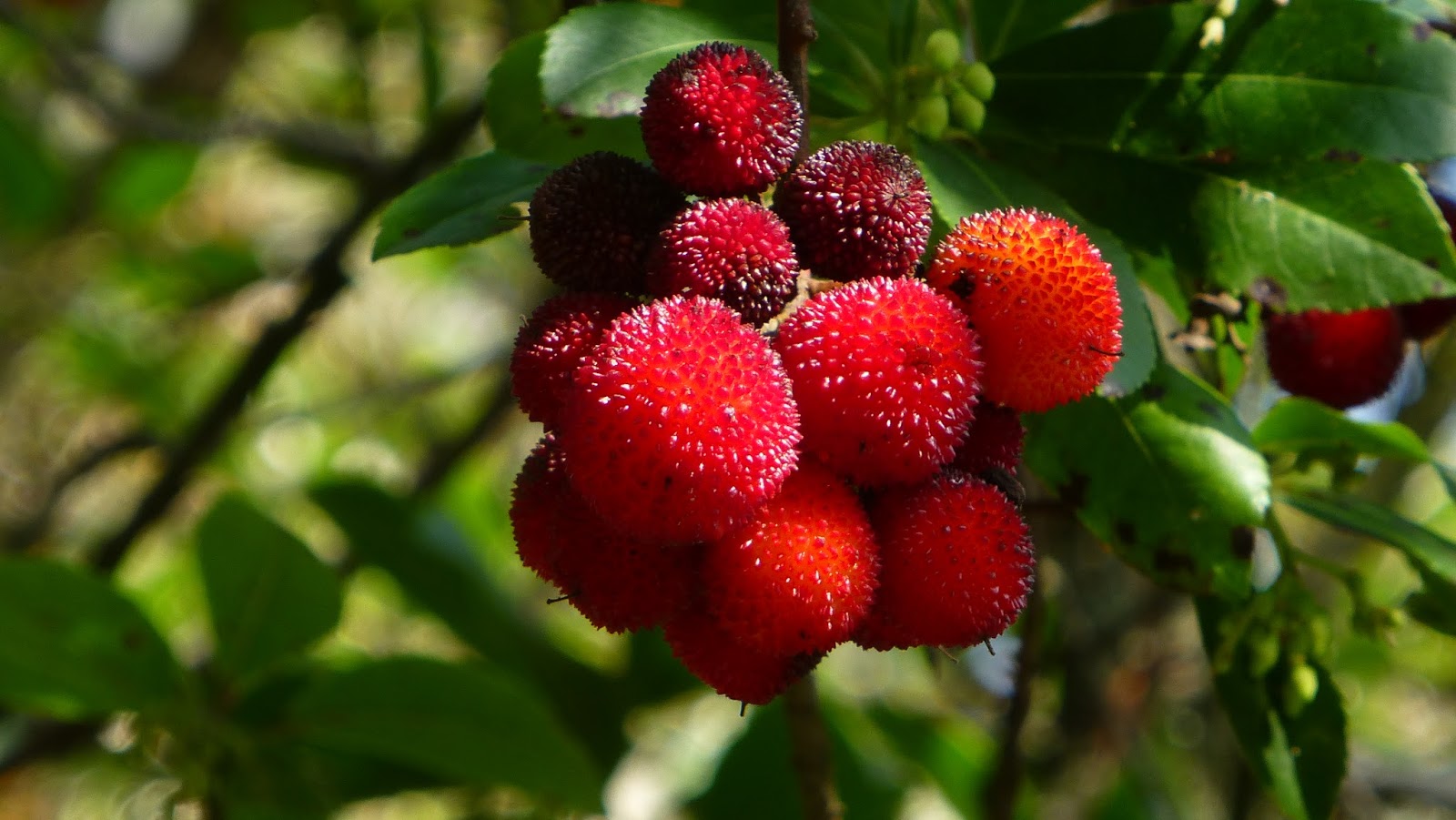 Arbutus Flower - Natural Beauty