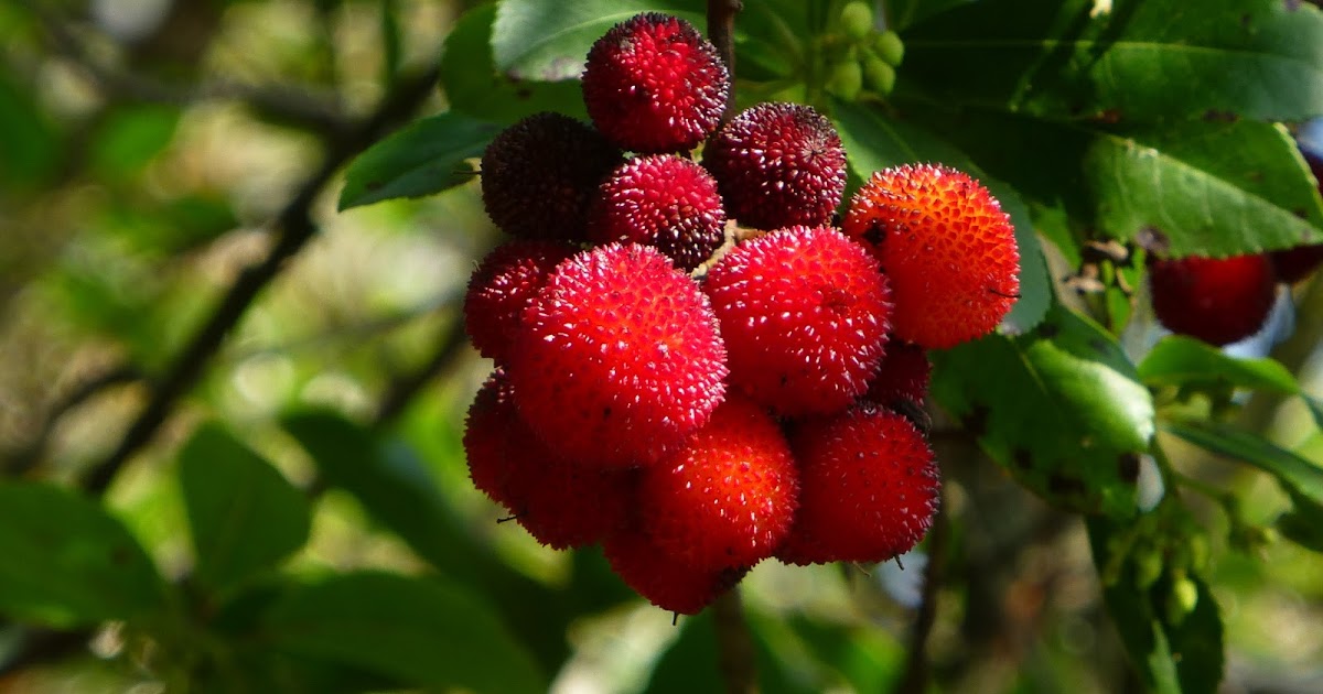 Arbutus Flower - Natural Beauty