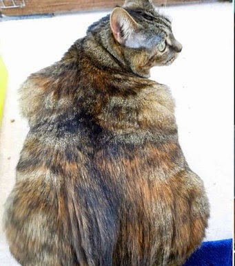 Welcome to Linda Hris Fashion Blog: Meet Kit Kardashian, the cat that ...