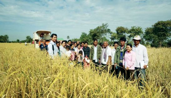 Cambodia’s rich rice history | Islamic Kampot Province ឥស្លាមខេត្តកំពត