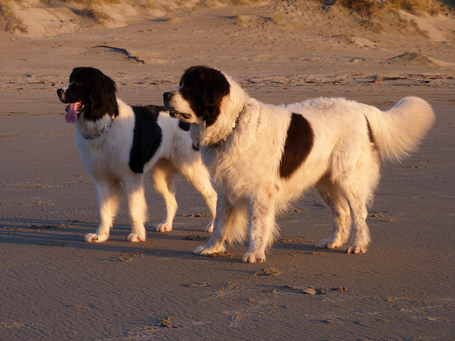 Elogio da Paixão : Landseer – Landseer European Continental Type