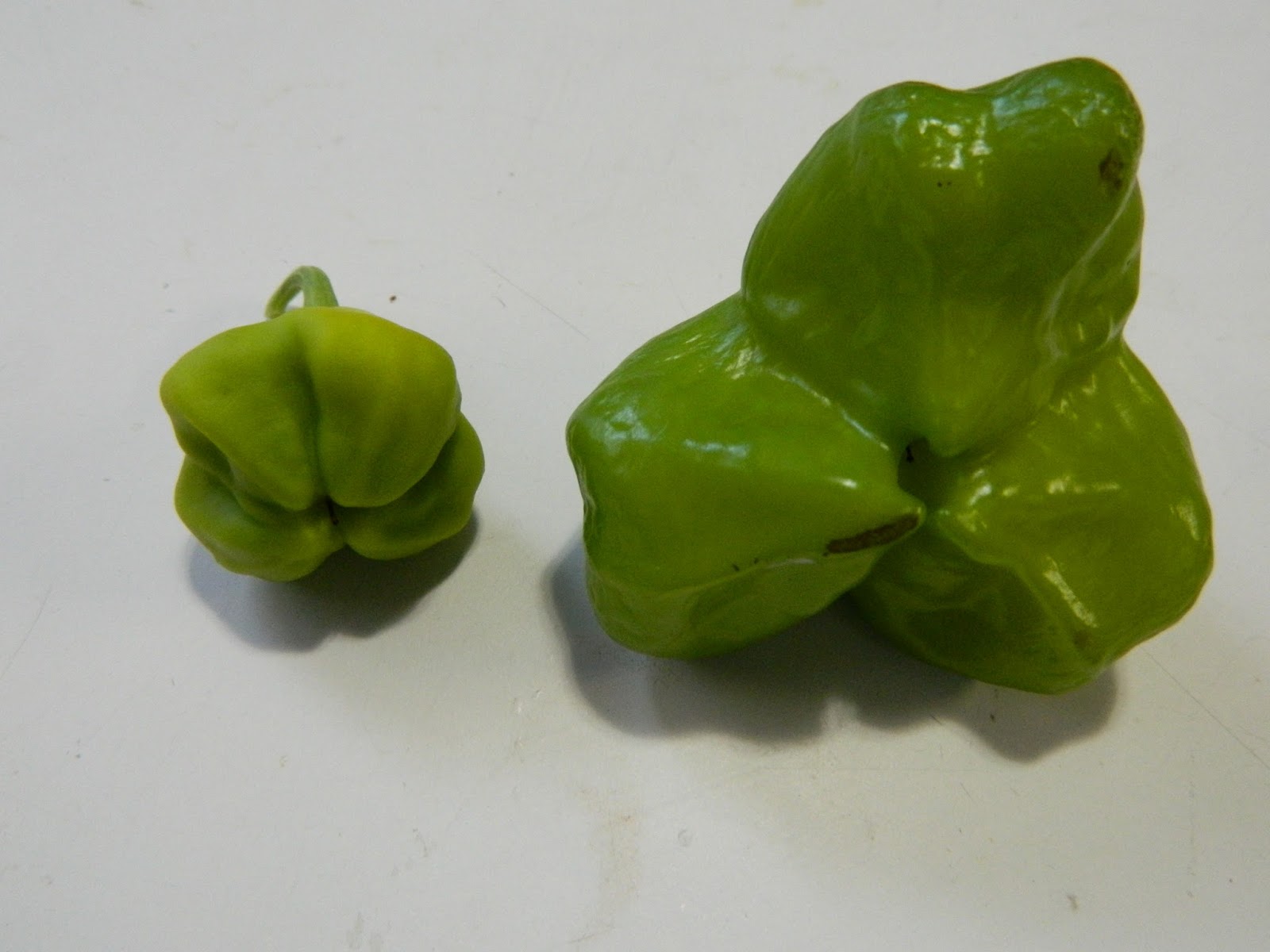 Cultivo Zen: Cultivo da Pimenta Cambuci ou Chapéu de Bispo