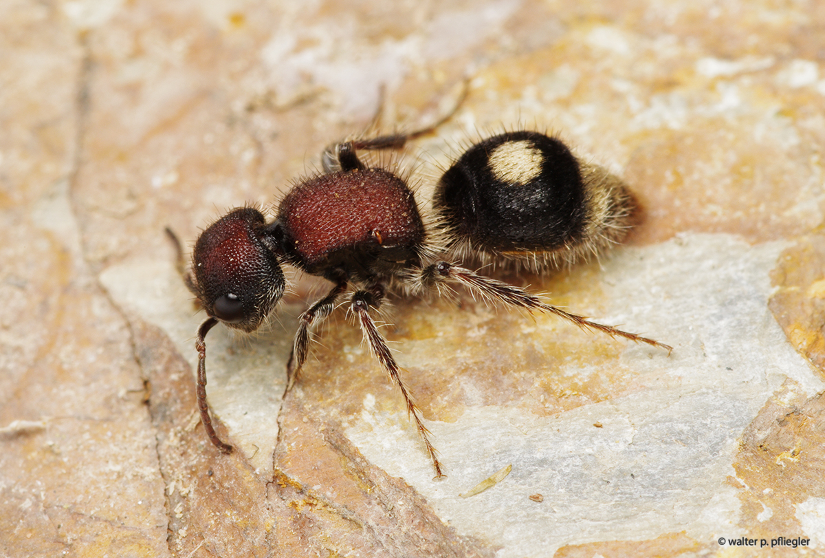 Nature photos from an Amateur Naturalist: Porto Ferro, Sardinia (Porto ...