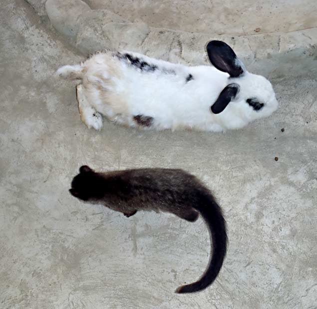 Musang or Masked Asian Civet Cat