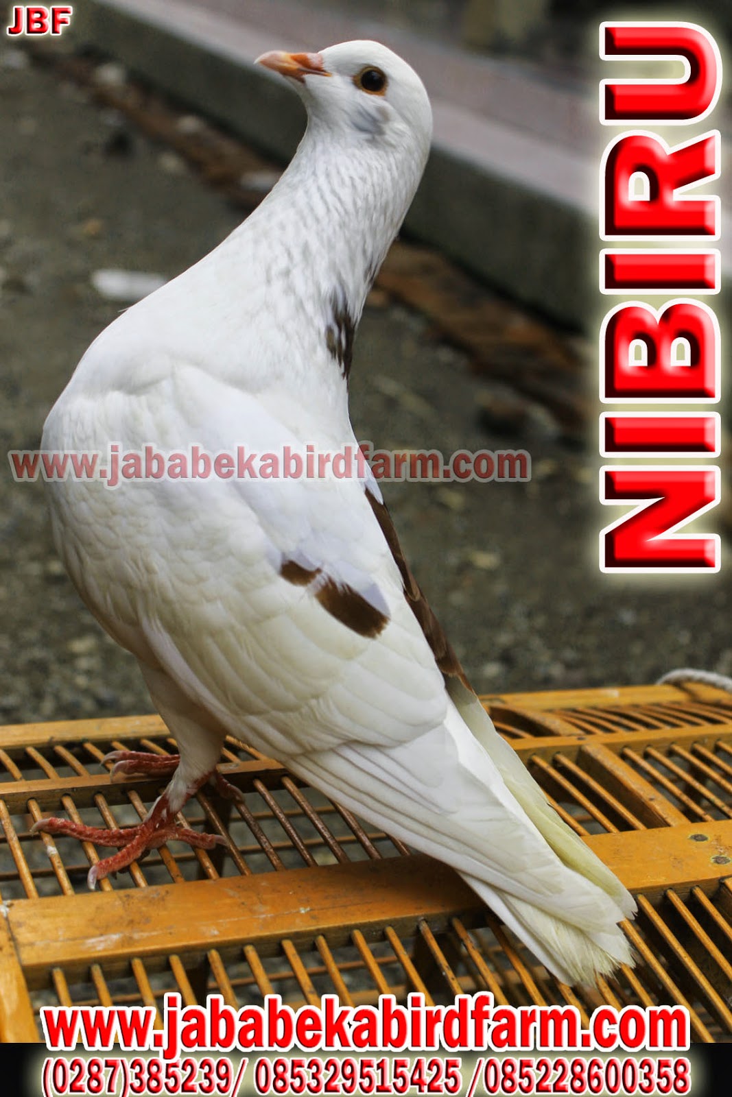 085228600358 / 085329515425 Burung Merpati Indonesia Kolongan | Aston ...