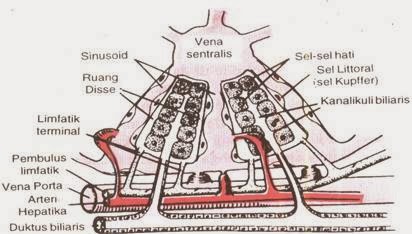 Akademi Analis Kesehatan Malang: Nugroho Pola Hub. SDH Vol.3 No.1