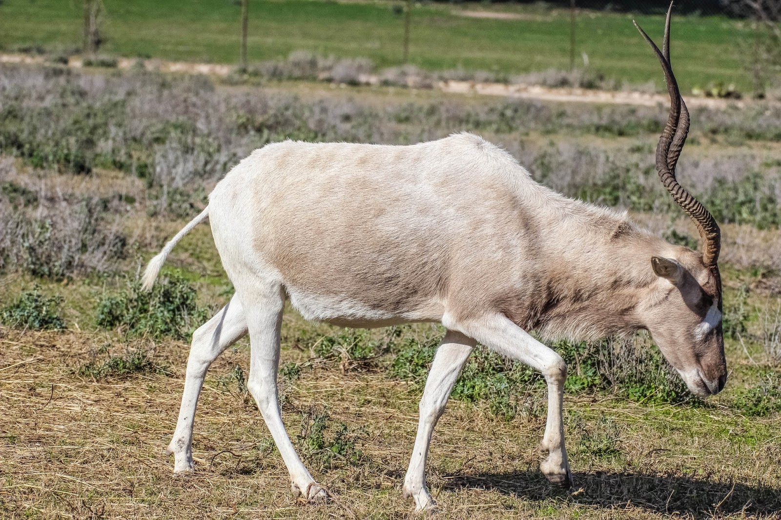 Cannundrums: Addax