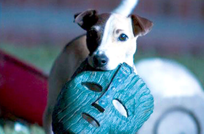 dog side stories: Οι σκύλοι στον κινηματογράφο και την τηλεόραση