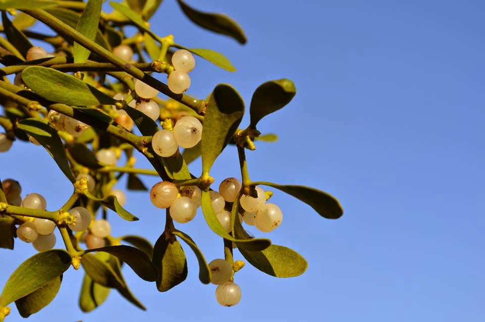 Real Mistletoe Berries