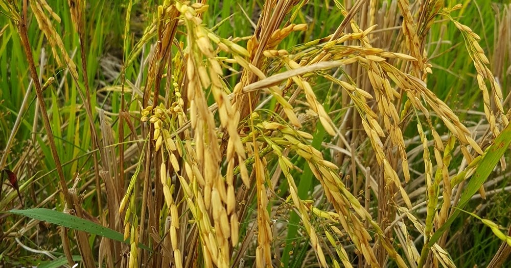 Semangat Padi ~ Wordless Wednesday #33