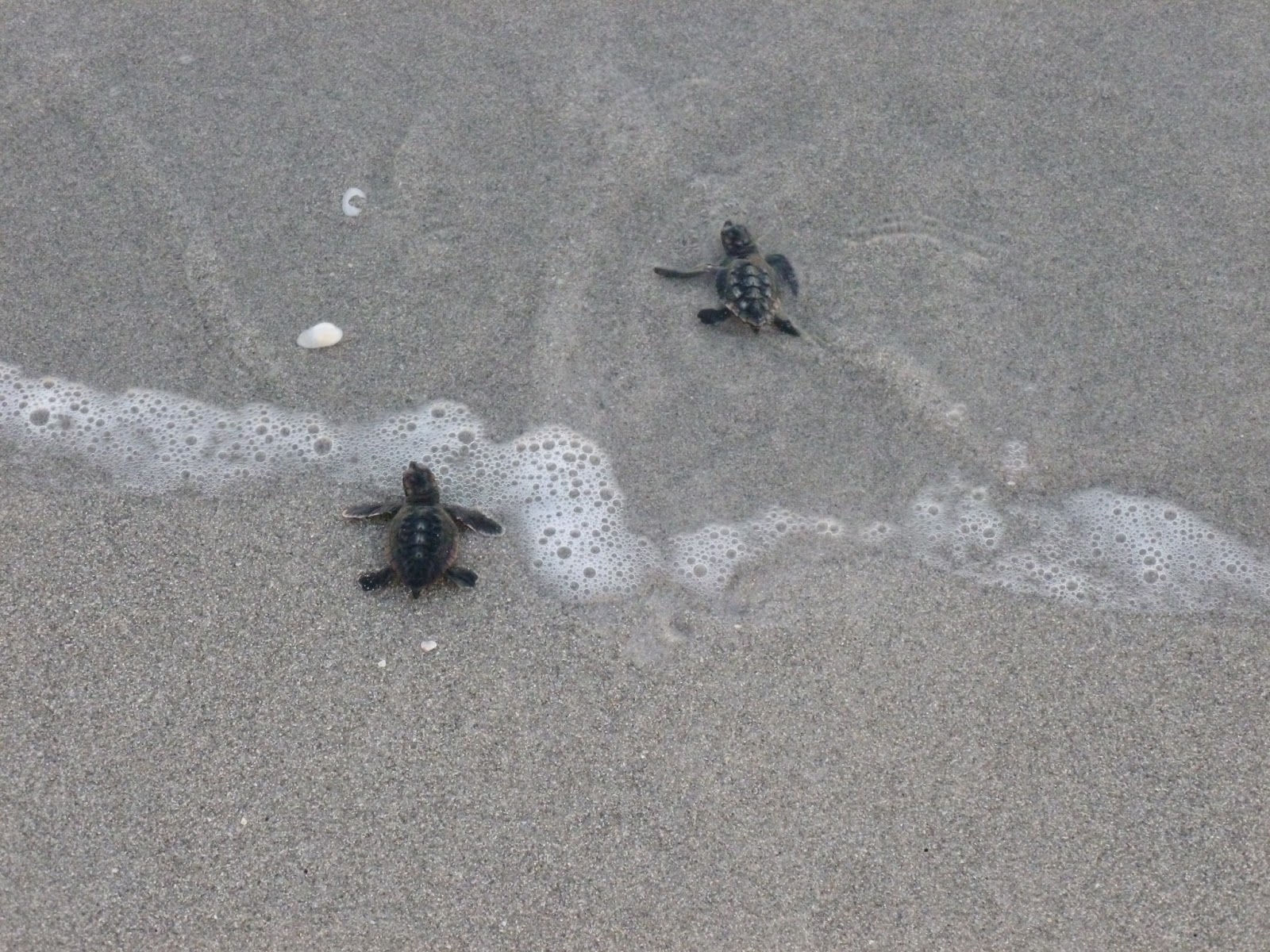 SCCF Sea Turtle Program: Hatch Season Begins on the Islands