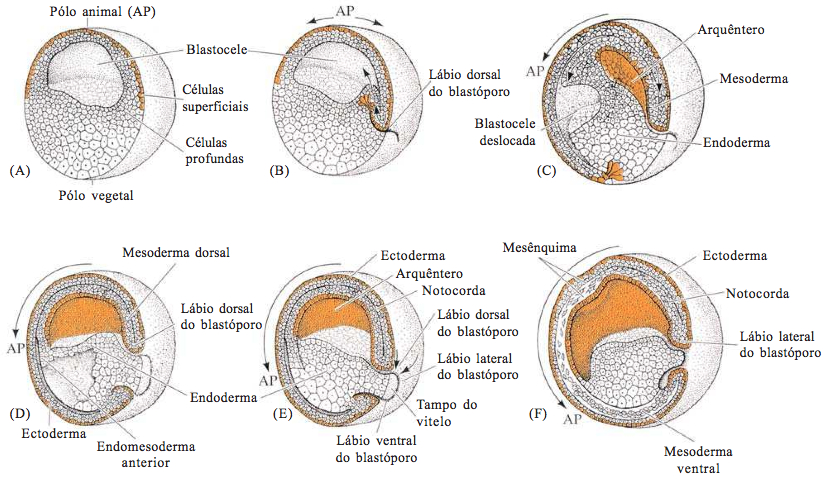 4 - Gastrulação de um anfíbio