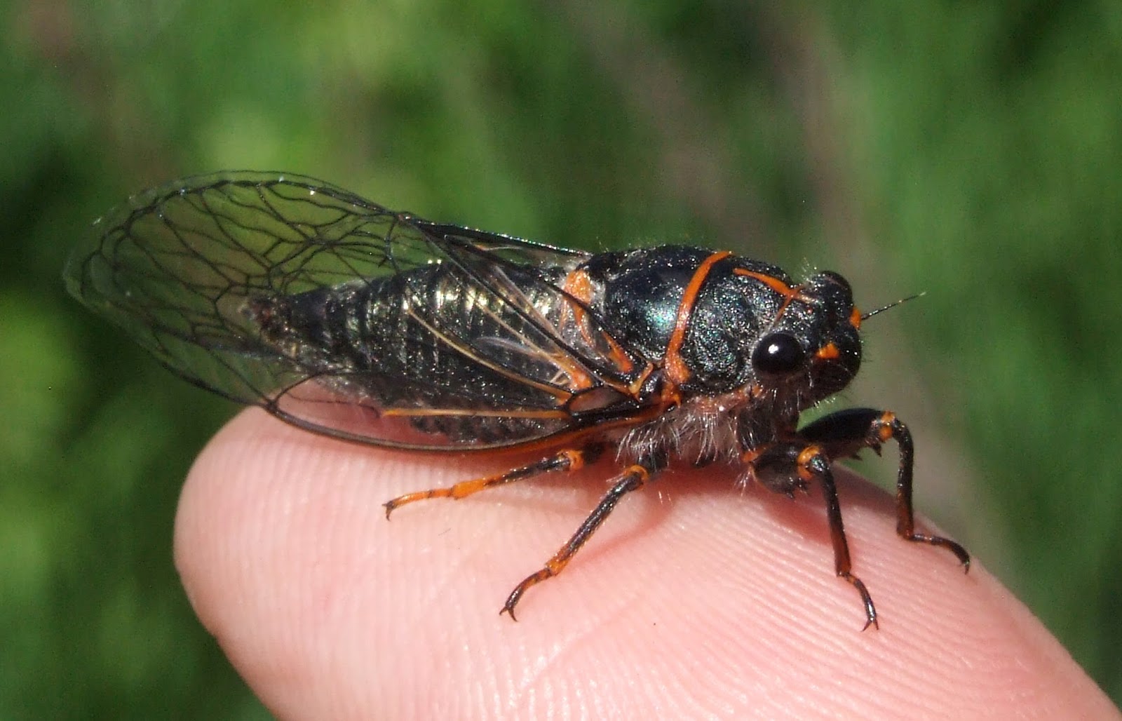 Skunk Tracks: Putnam's Cicadas at Hewlett Gulch in Poudre Canyon, Colorado