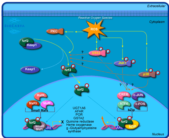 World of Biochemistry (blog about biochemistry): Metabolic map about ...