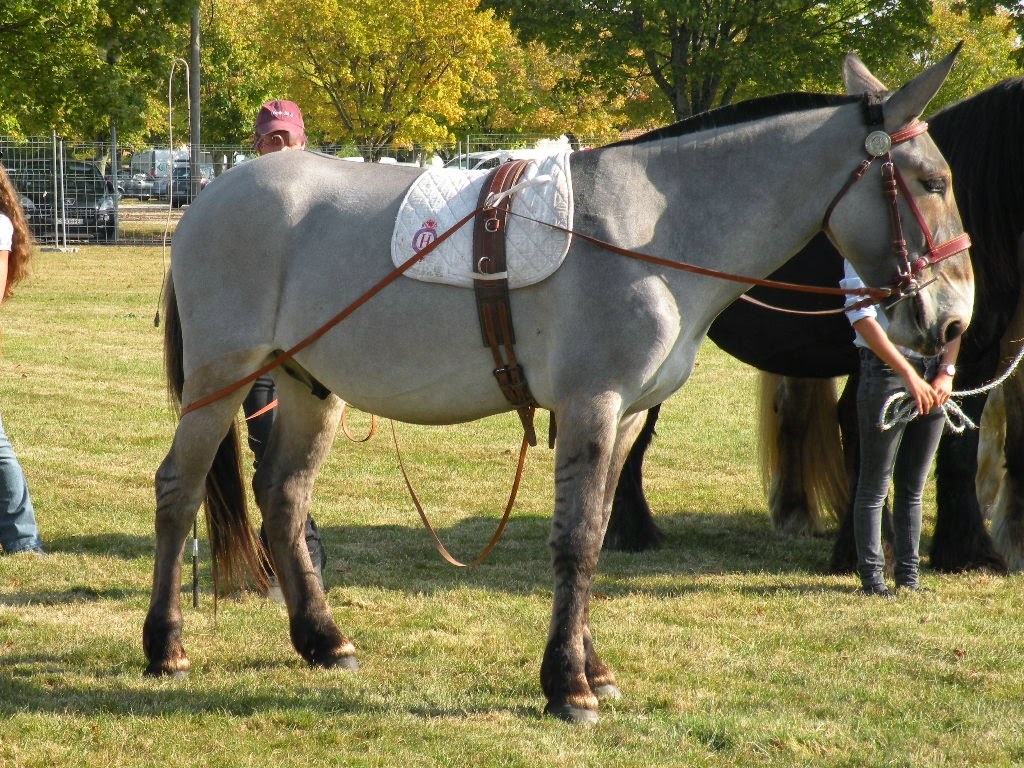 Balades dans les Charentes : Mule poitevine à Surgères