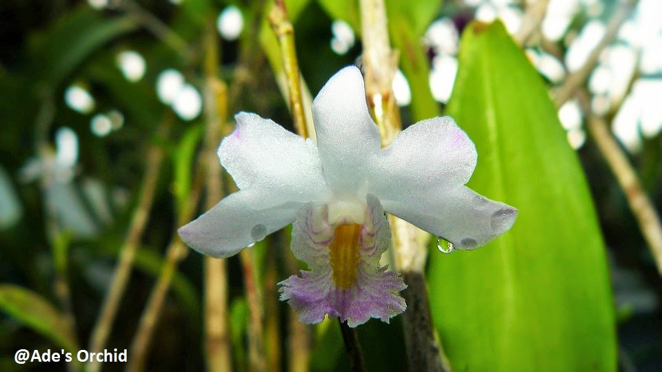Ade's Orchid: Dendrobium odoratum