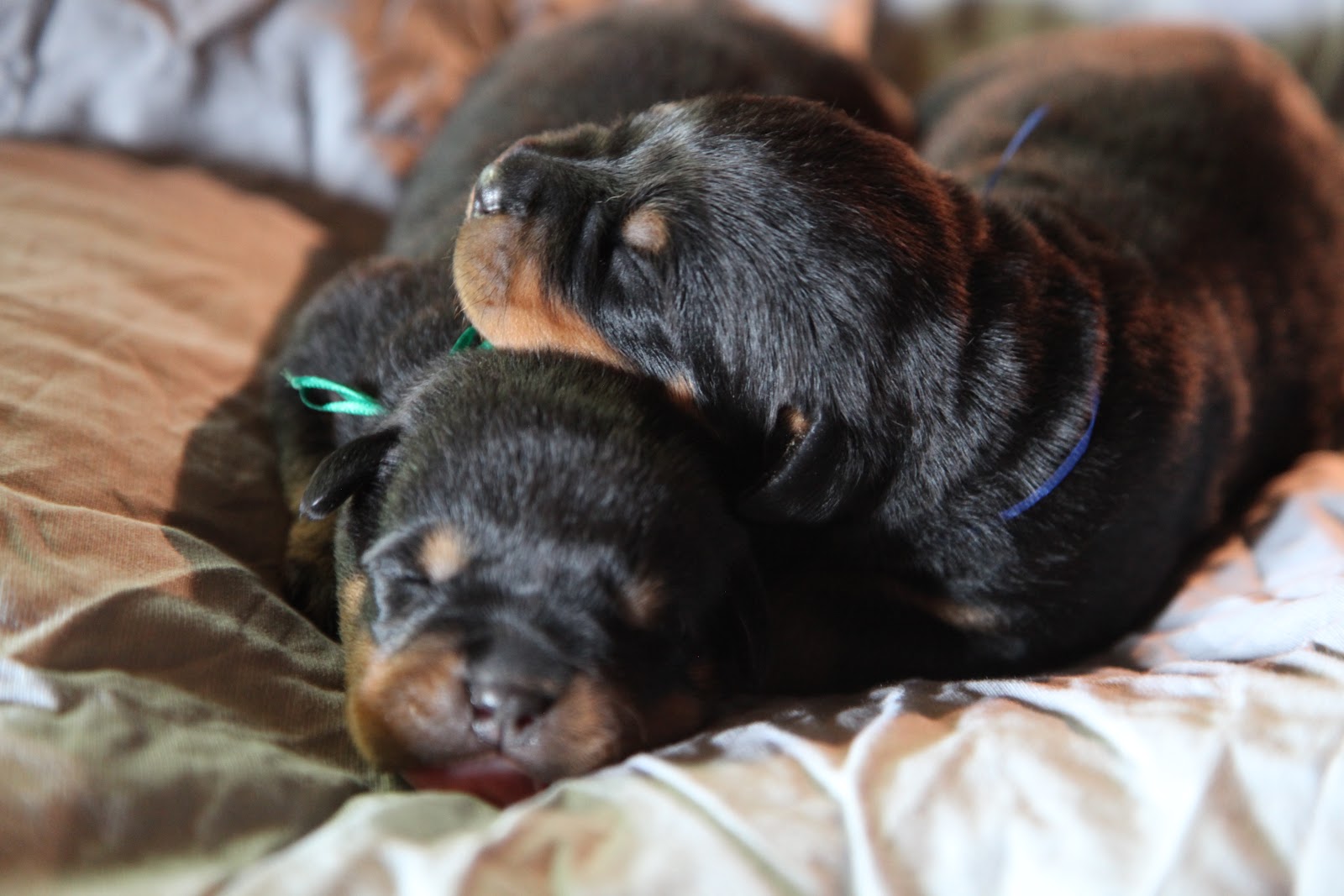 Tales Of An Extraordinary Life~: German Rottweiler Puppies for Sale ...