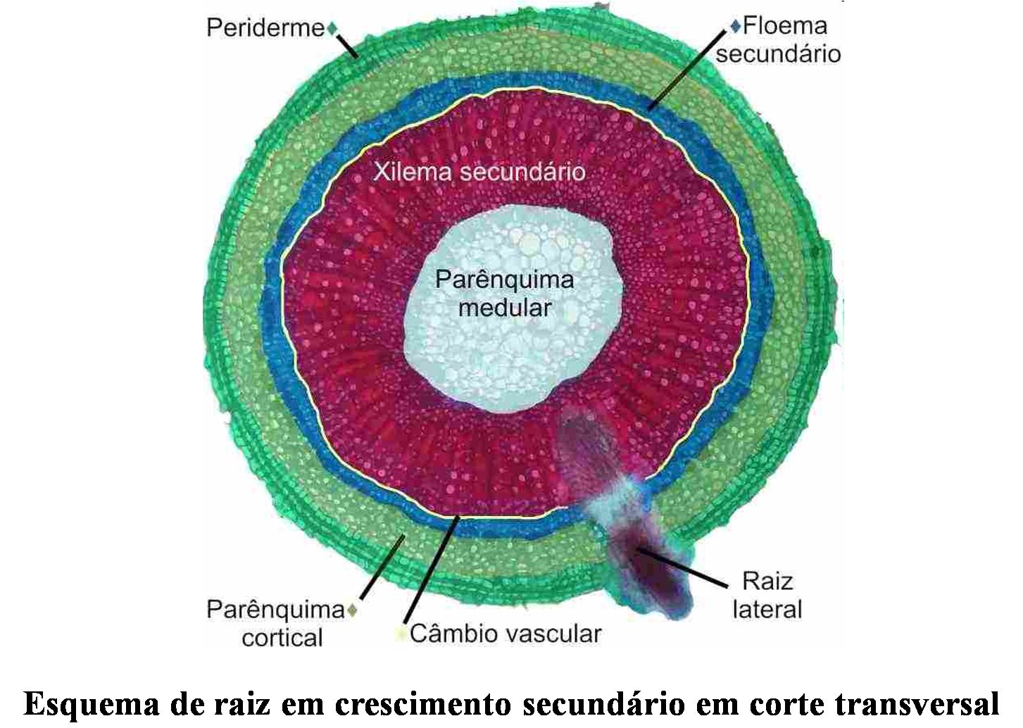 Asteraceae: Estrutura primária e secundária da raiz.