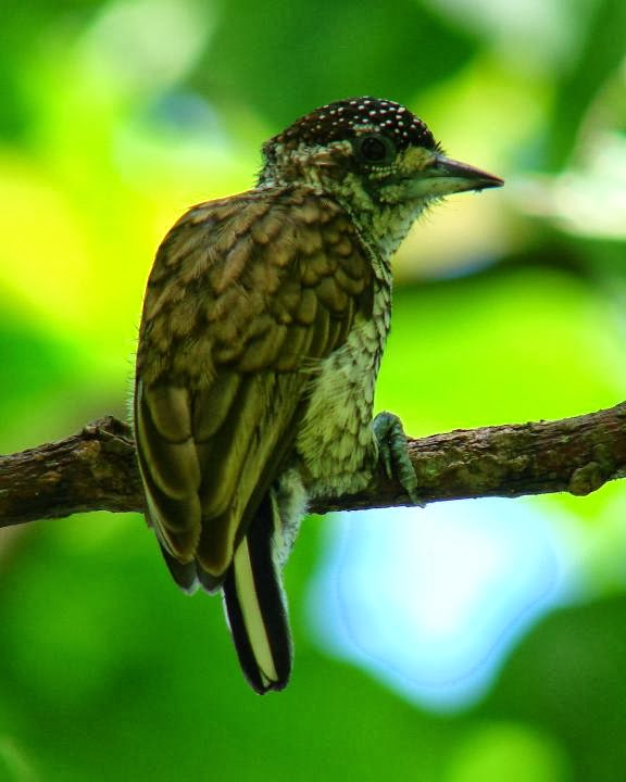 Tierra de tucanes y pájaros carpinteros: Carpinterito escamoso ...