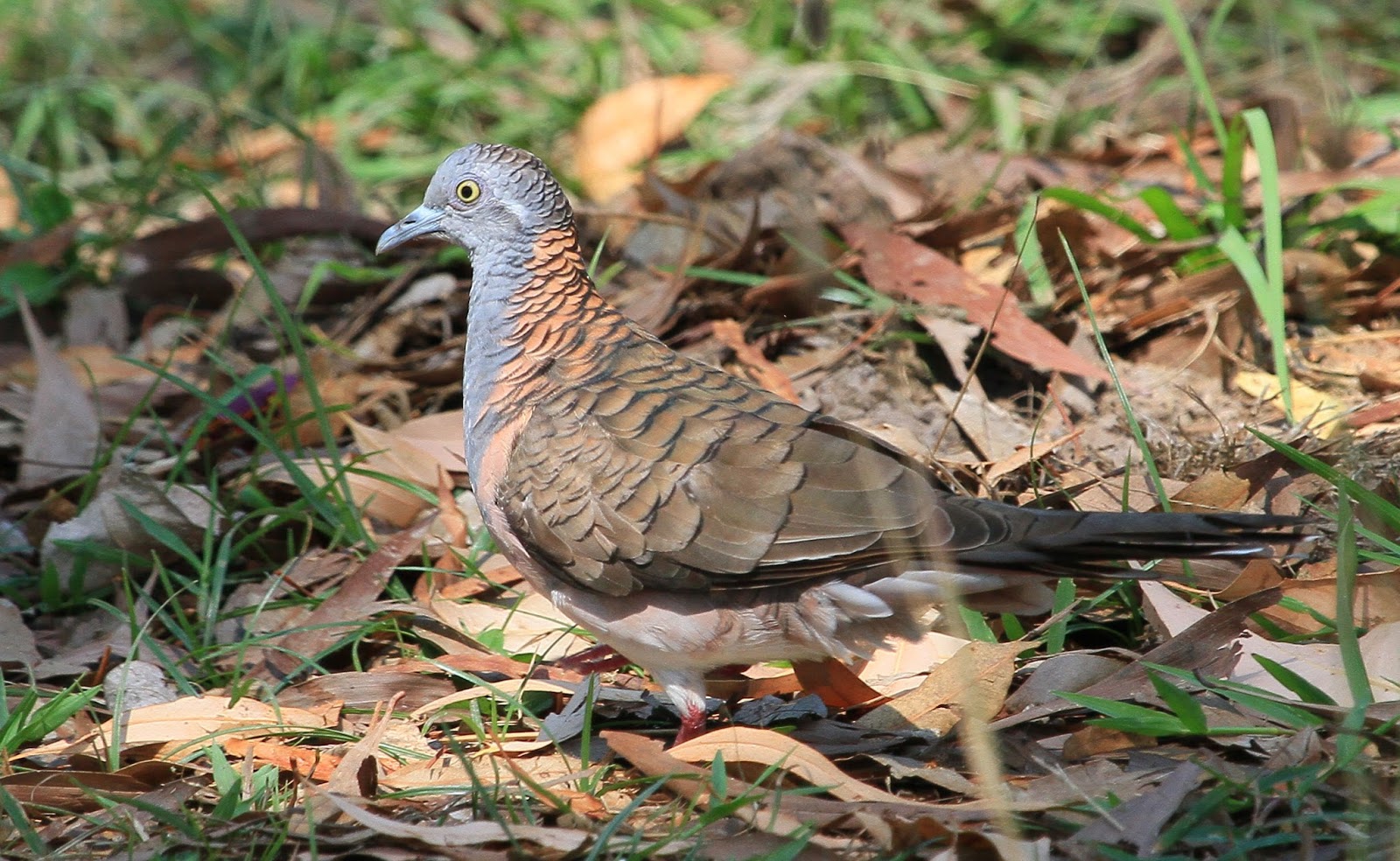 Richard Waring's Birds of Australia: Birds of Darwin - Buffalo Creek ...