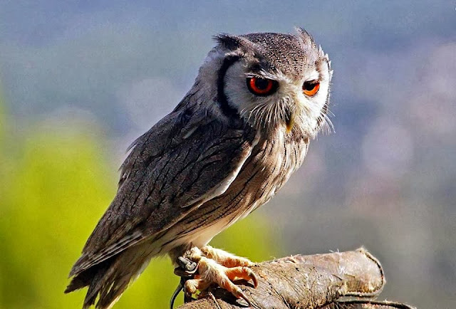 10 Curiosidades acerca de los búhos