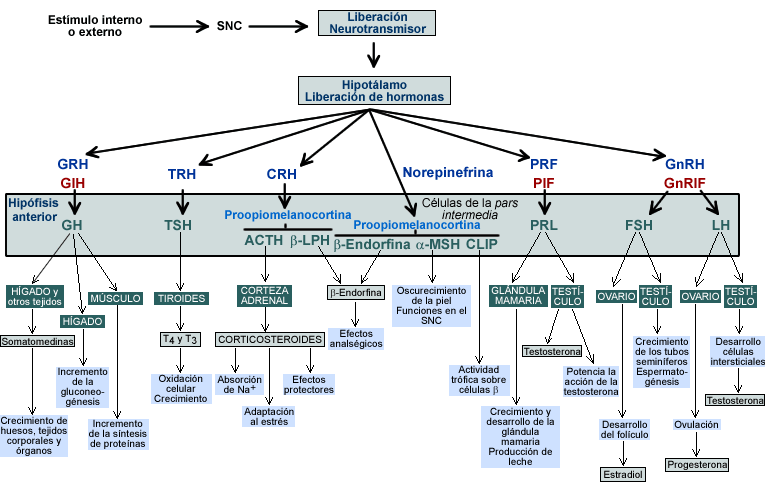 El Rincón de Galeno