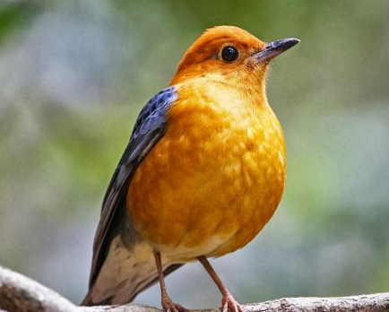 Cara Perawatan Burung Anis Merah Atau Punglor - CV. Berkah Bersama