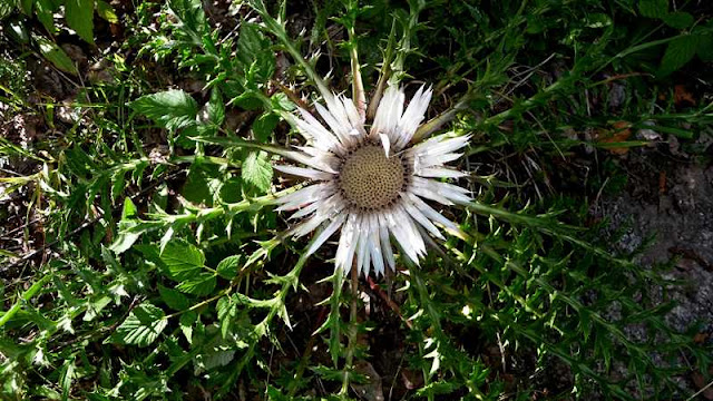 r o b i n 's y a r d: Shiny Carlina