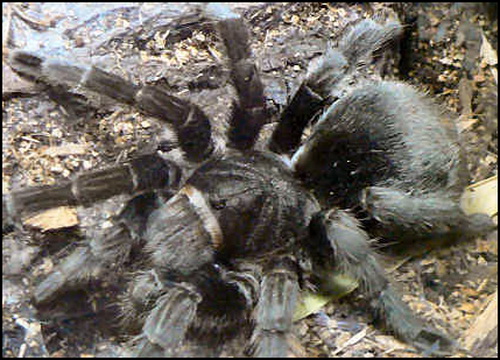 Labah-Labah Terbesar - Goliath 'Pemakan Burung'