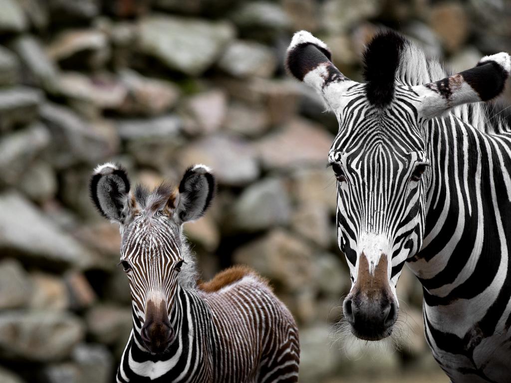 zebra rare pictures collection | Zone Wallpaper Backgrounds
