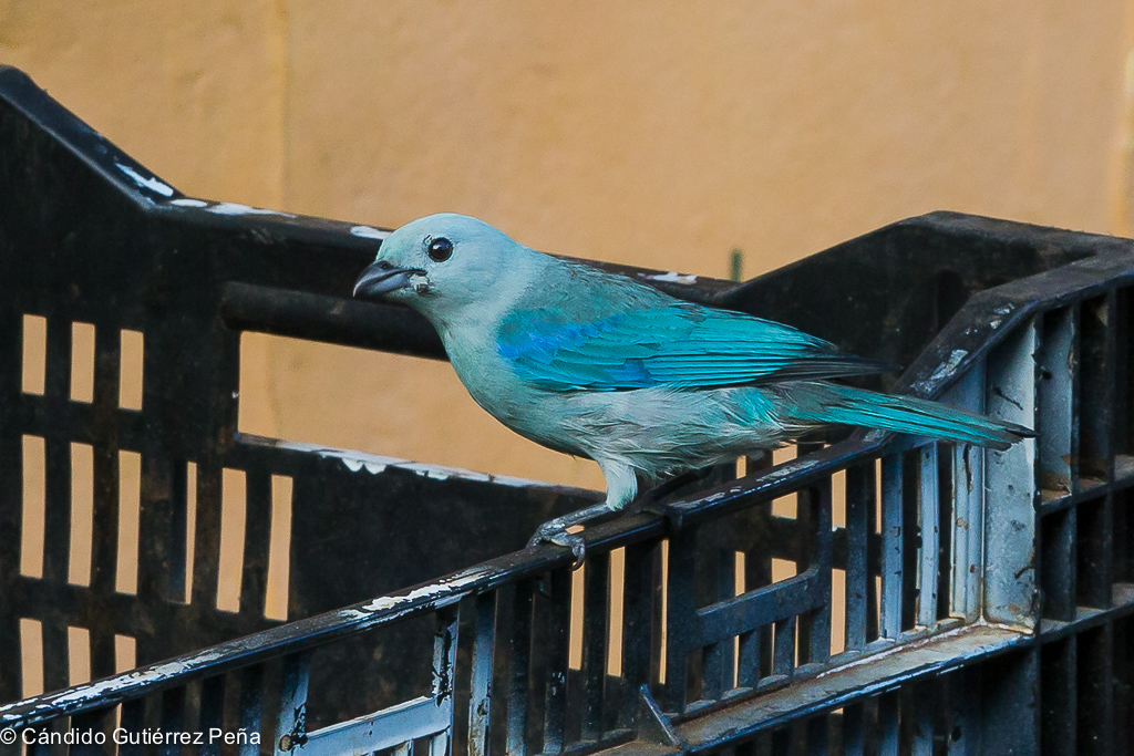 TANGARA AZULADO - Thraupis Episcopus | Observatorio de la Naturaleza