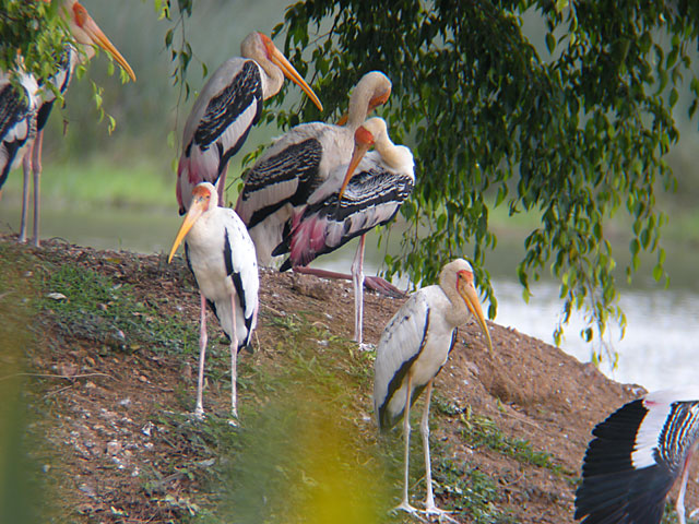 A Malaysian Birder: Painted Stork: Records from the Past for Putrajaya ...
