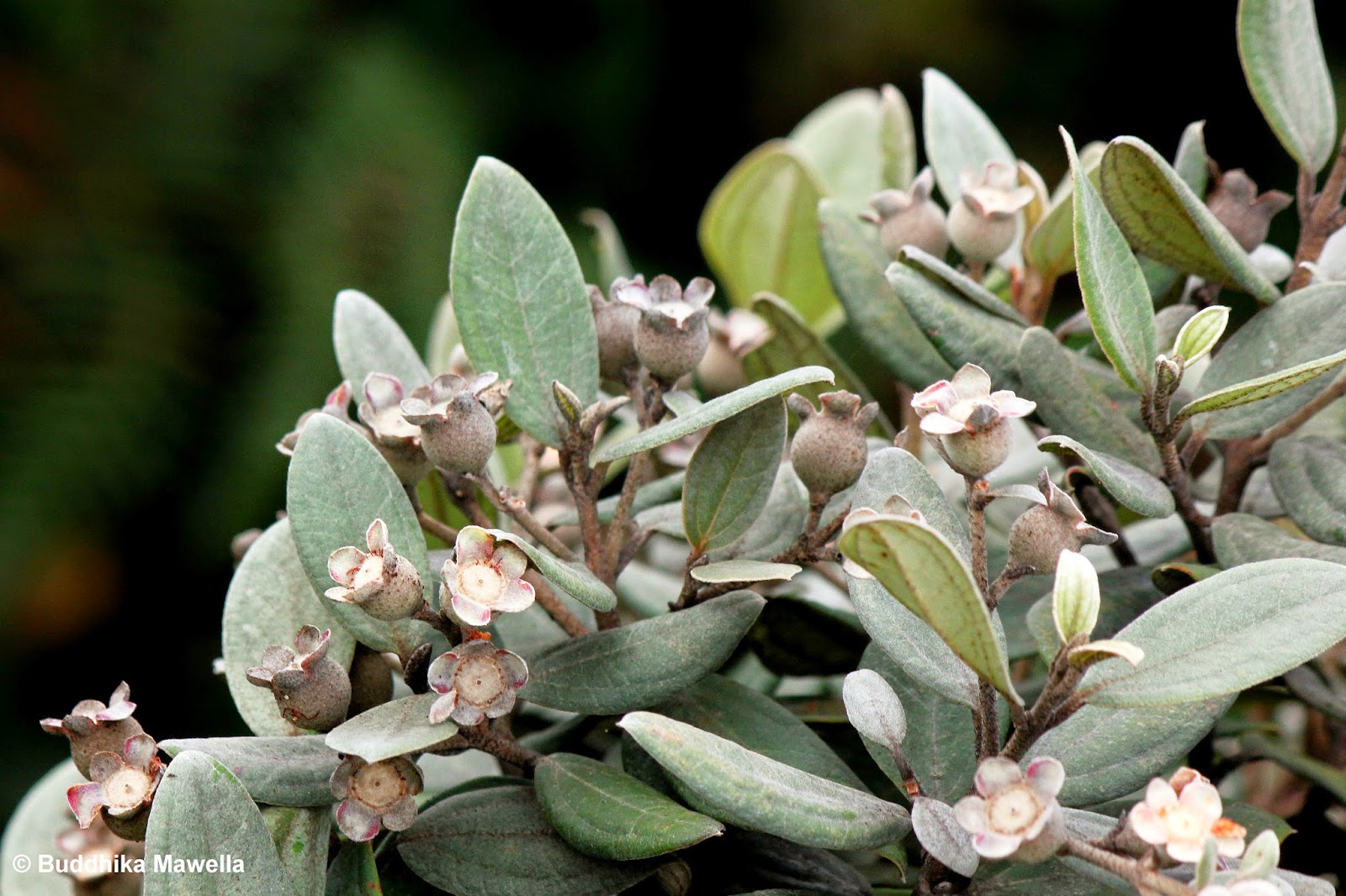 Lanka Nature Summary: Rose Myrtle (Rhodomyrtus tomentosa)